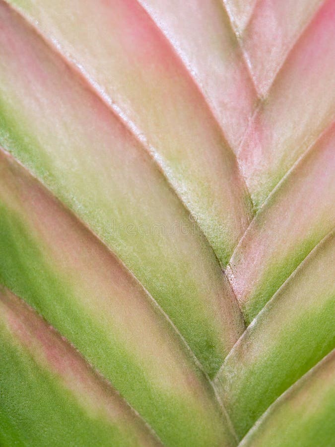 Abstract leaf background stock image. Image of abstract - 2465199