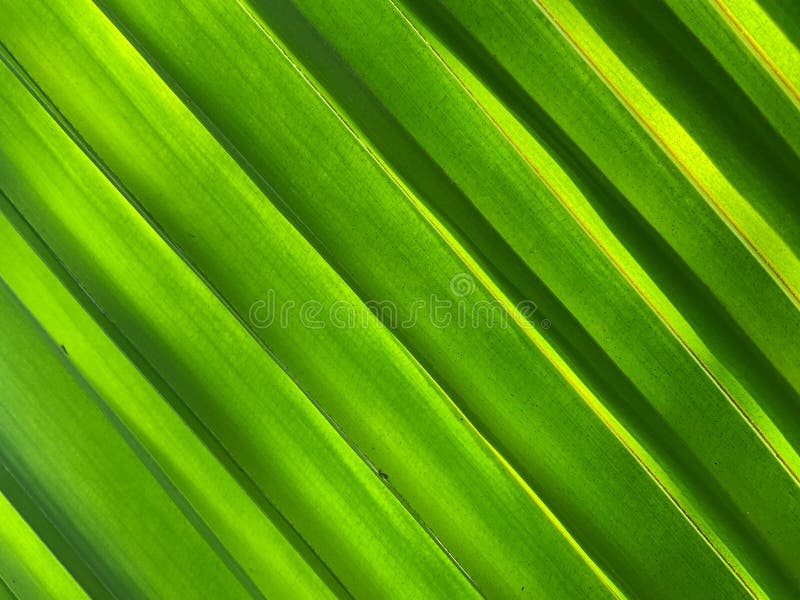 Abstract Leaf Background. Green Coconut Leaves Stock Image - Image of ...