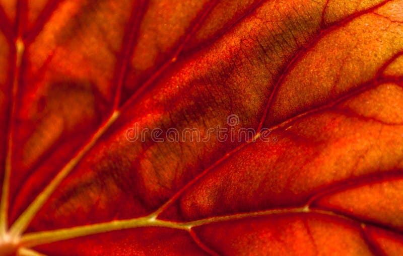 Abstract Leaf stock photo. Image of grown, caladium, abstract - 53822086