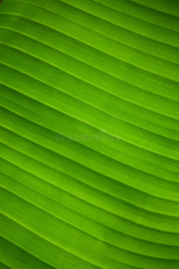 Abstract leaf design stock photo. Image of flora, curvy - 9227940