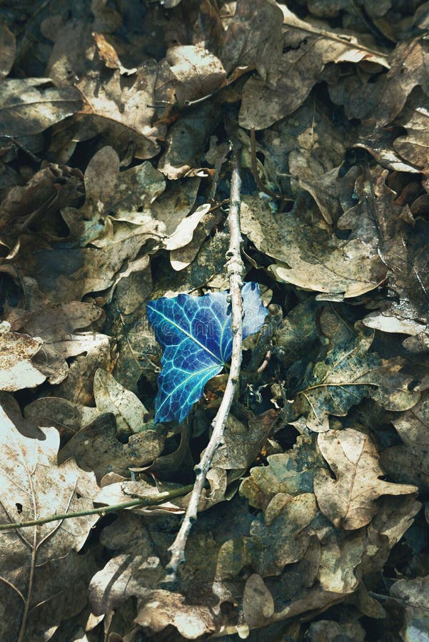 Abstract leaf in a forest stock image. Image of creative - 254337149