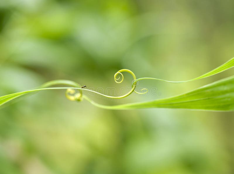 Abstract Leaf Spiral Close-up Stock Photo - Image of closeup, rattan ...