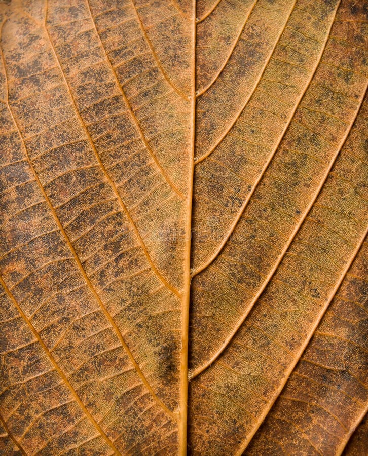 Abstract leaf texture stock photo. Image of grunge, symmetry - 27386556