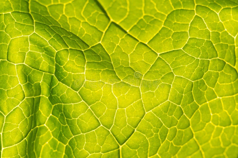 Abstract Leaf Texture for Background Stock Image - Image of flora ...