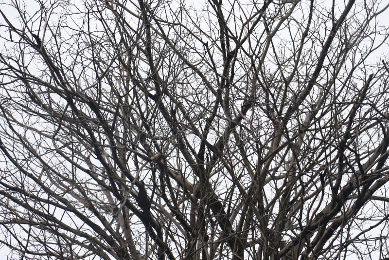 Abstract Leafless Tree Branches Stock Image - Image of forest, leafless ...
