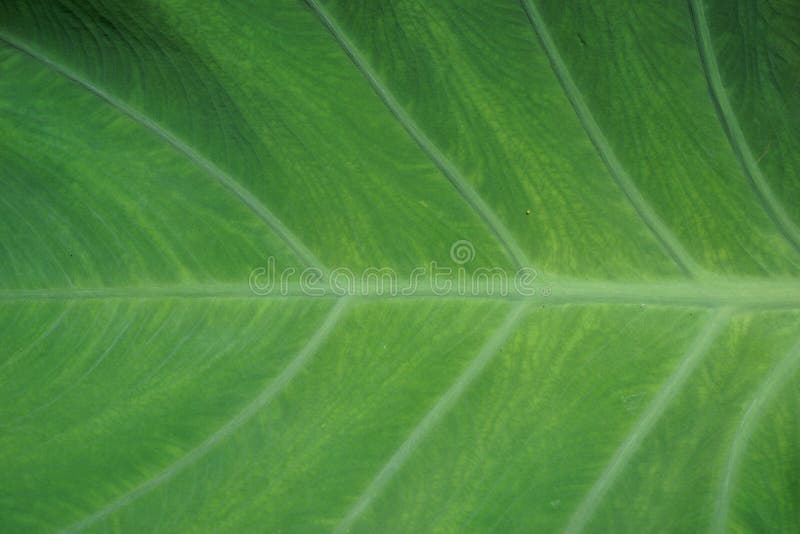Abstract leave texture stock photo. Image of foliage - 111896604
