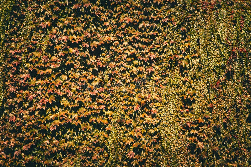 Abstract Leaves As a Natural Detail Background Stock Photo - Image of ...