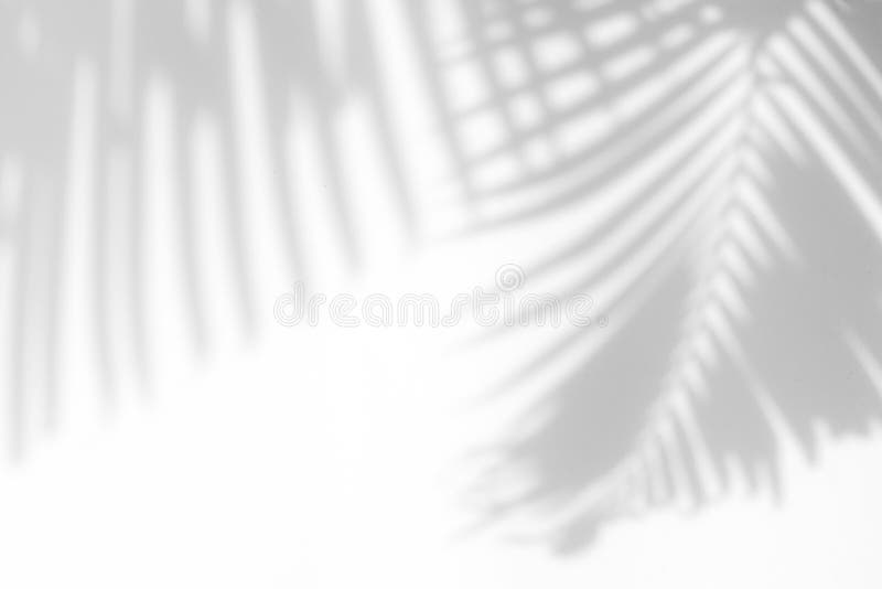 Abstract Leaves Natural Shadow Overlay on White Texture Background, for ...