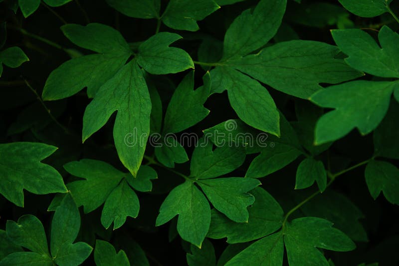 Abstract Leaves Nature Texture Background. Creative Layout for Design ...