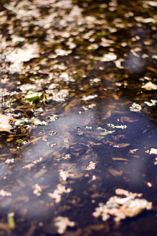 Purple puddle stock photo. Image of soil, dirt, damp, pond - 6545184
