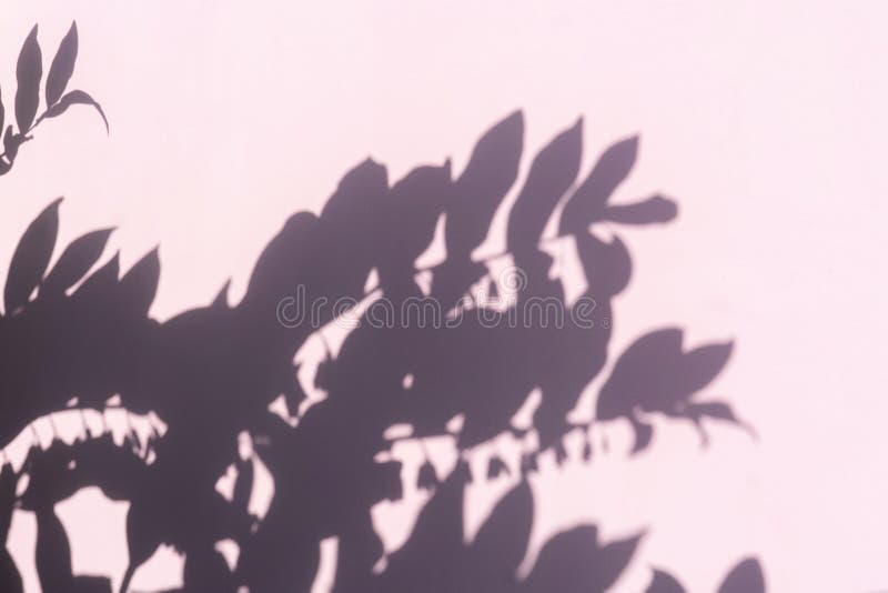 Abstract Leaves Shadow on Pink Background. Simmer. Stock Photo - Image ...