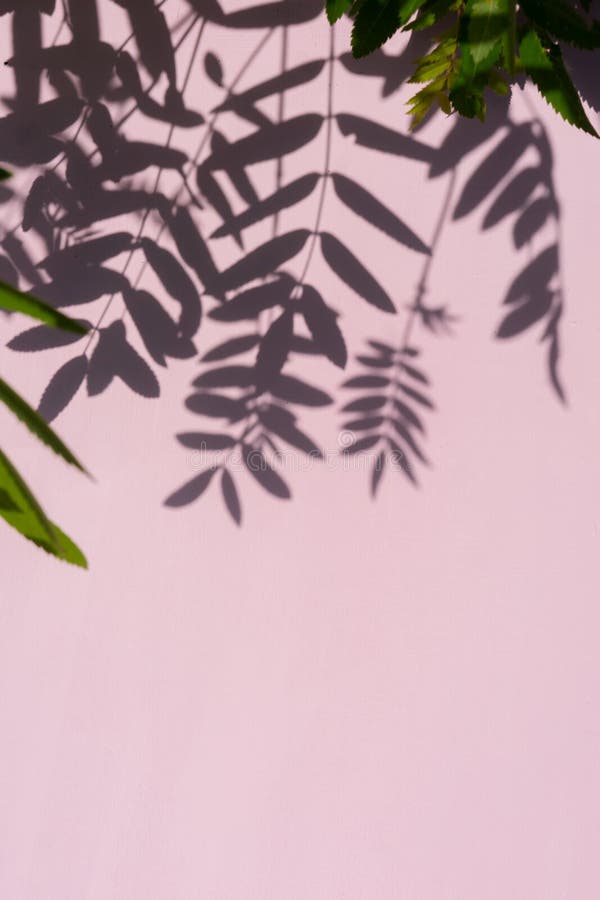 Abstract Leaves Shadow on Pink Background Stock Image - Image of ...