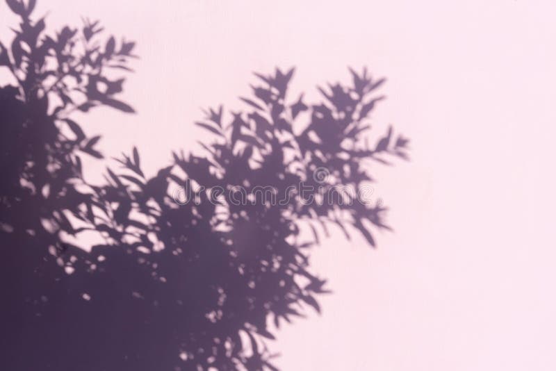 Abstract Leaves Shadow on Pink Background Stock Photo - Image of light ...