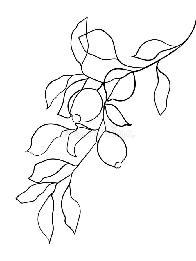 Abstract Lemon Fruit on Branch. Line Drawing Stock Vector ...