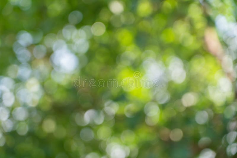Abstract of Light Green Bokeh from Tree Shade for Background Stock ...