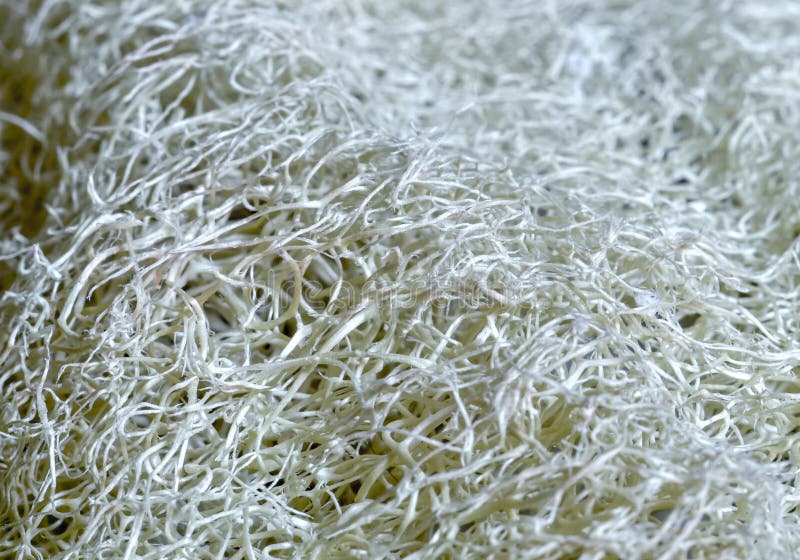 Painting Loofah Stock Photos - Free & Royalty-Free Stock Photos from ...