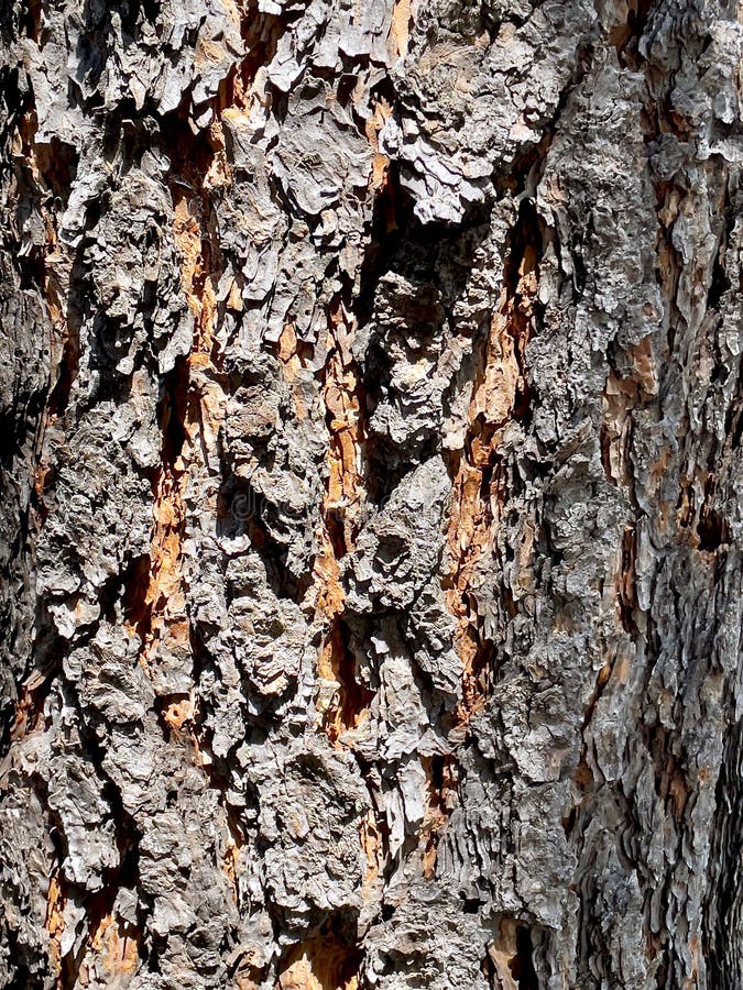 Abstract of Light on Tree Bark Stock Image - Image of impressionism ...