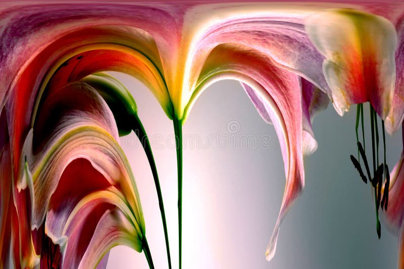 Abstract Lilly stock photo. Image of color, graphic, decor - 5639394