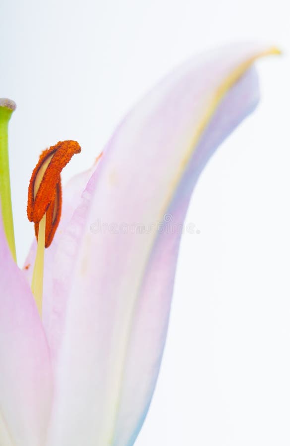 Abstract lily flower stock image. Image of delicate, garden - 30706445