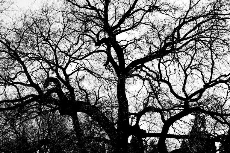 30,360 Tree Black Line Stock Photos - Free & Royalty-Free Stock Photos ...