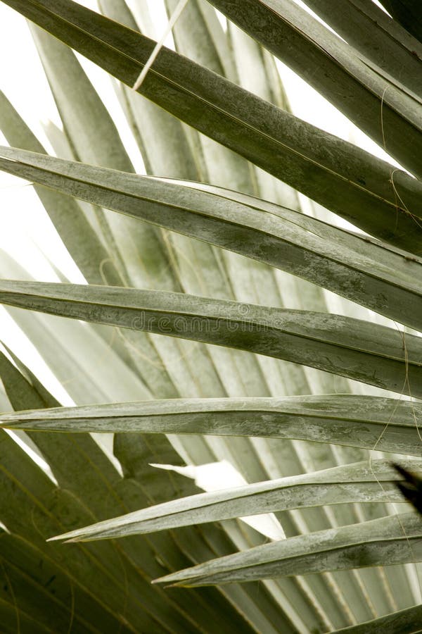 Abstract, Fanlike Foliage of Palmettos in Florida. Stock Photo - Image ...