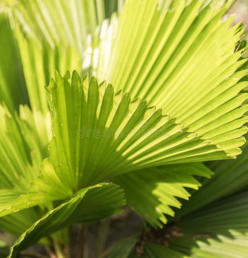 Abstract little pame tree stock photo. Image of green - 168290722