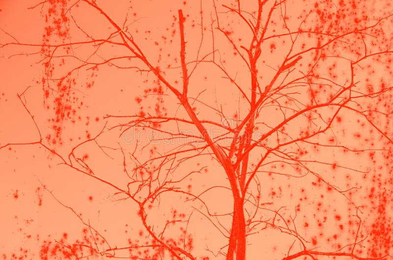 Abstract Live Coral Color Background for Design Stock Photo - Image of ...