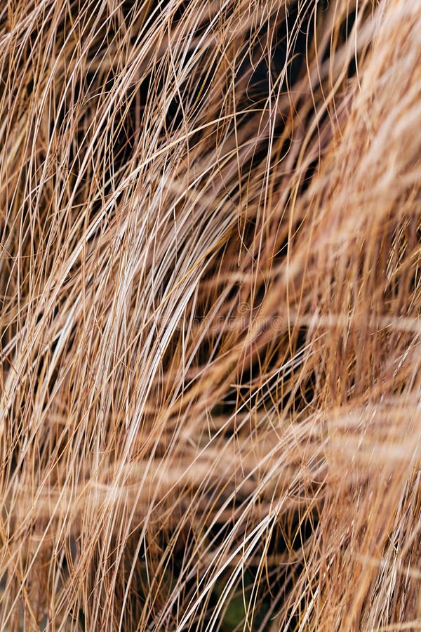 Abstract long dry grass stock image. Image of texture - 75964537