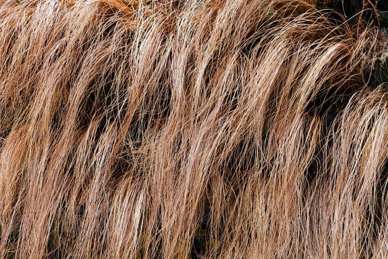 Abstract long dry grass stock photo. Image of country - 75964612