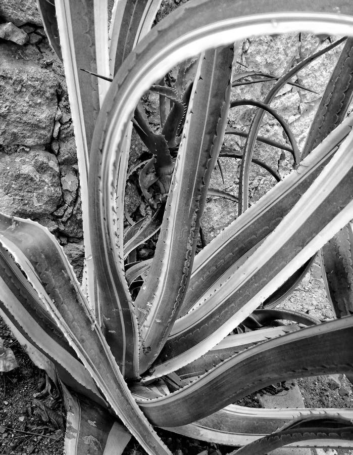 Abstract Long Leaf Agave Style Plant Black and White Stock Photo ...