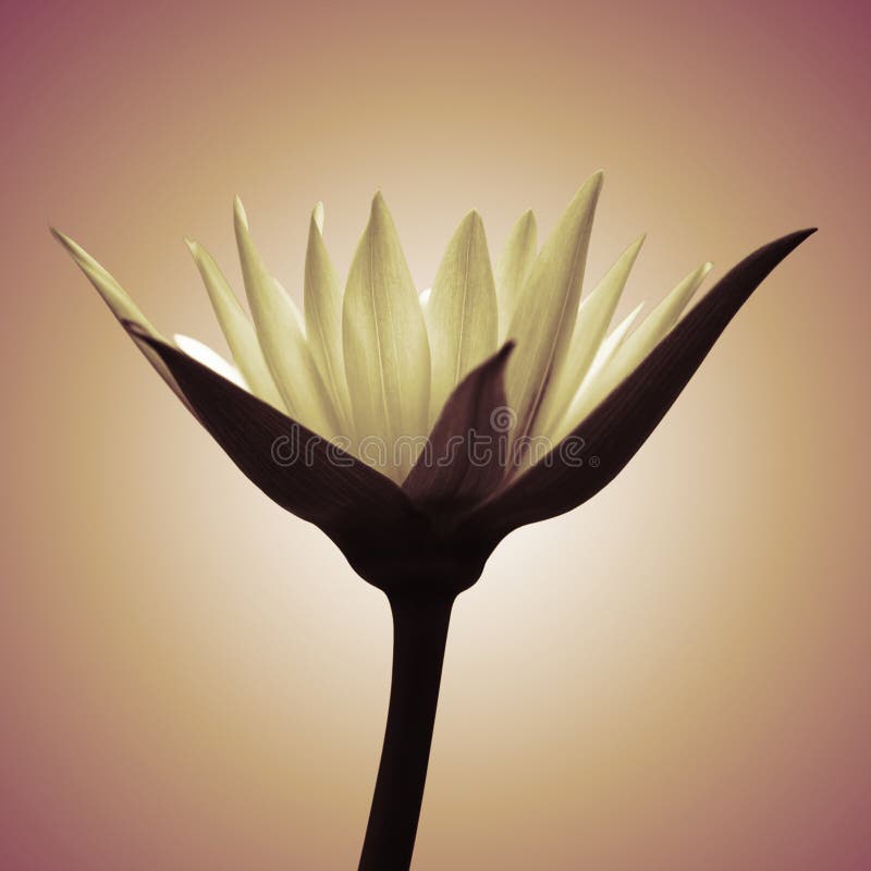 Abstract of Lotus stock image. Image of blooms, floral - 20032445