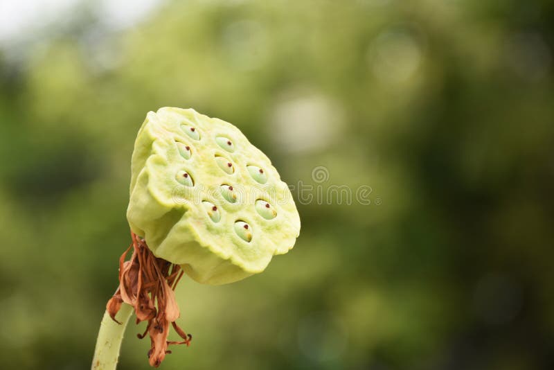 Abstract Lotus Seed Green Beautiful Blur Background for Background ...