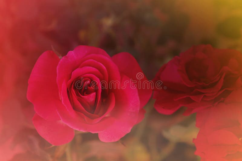 Abstract Love Concept Background Sweet Red Rose in Romantic Dreamy ...