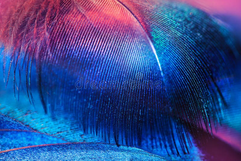 Abstract Macro Background from Feathers. Stock Photo - Image of shiny ...
