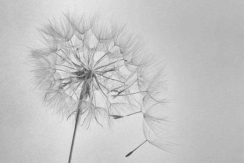 Dandelion Seed.Abstract Macro Photo.Artistic Background Stock Photo ...