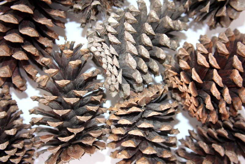 Abstract Macro of Pine Cones Isolated, Close Up View of Pine Cones for ...
