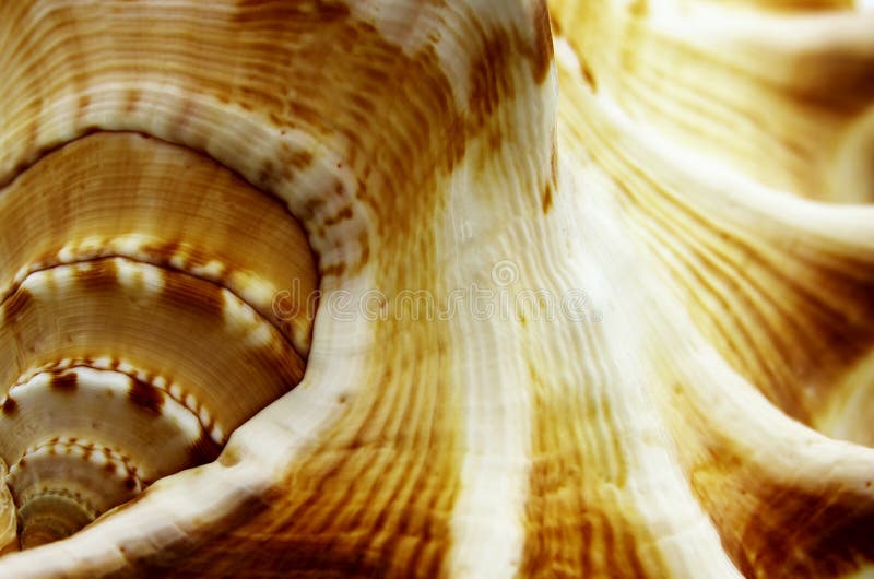 Group of Beautiful Sea Shells on Beach Stock Photo - Image of light ...