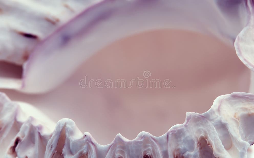 Abstract macro shells stock photo. Image of exoskeleton - 23770068