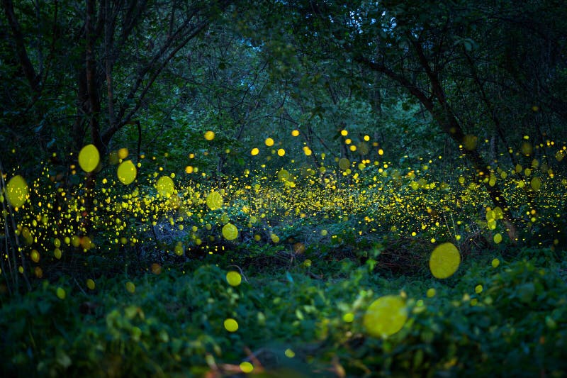 Firefly, Lightning Bugs Flying at Night in the Forest Stock Image ...