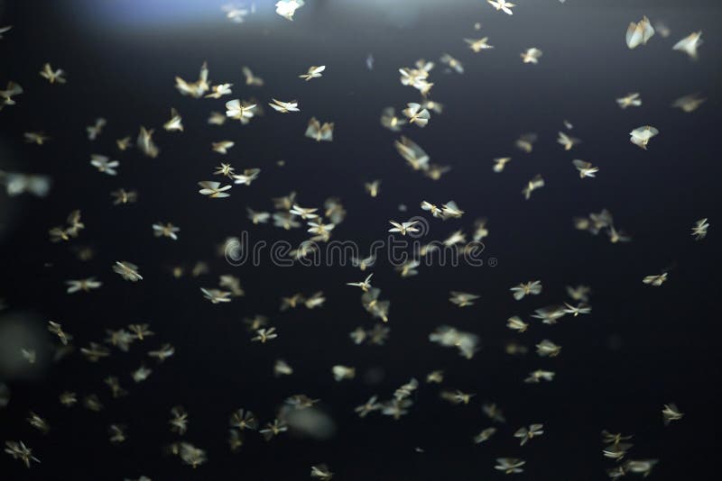 Abstract and Magical Image of Flying Moths Stock Image - Image of ...