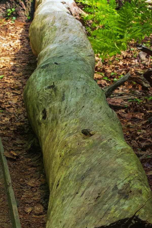 Abstract Marks on a Tree Stump Stock Photo - Image of aging, green ...