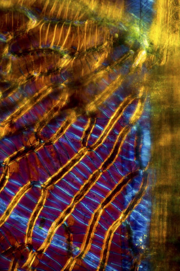 267 Basal Cells Stock Photos - Free & Royalty-Free Stock Photos from ...