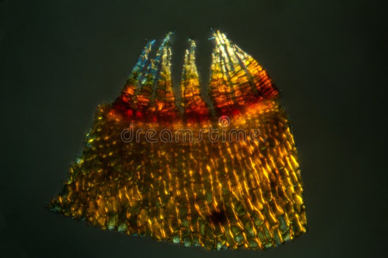 Peristome of a Moss, Dicranum Fulvum, with Polarization at 100x Stock ...