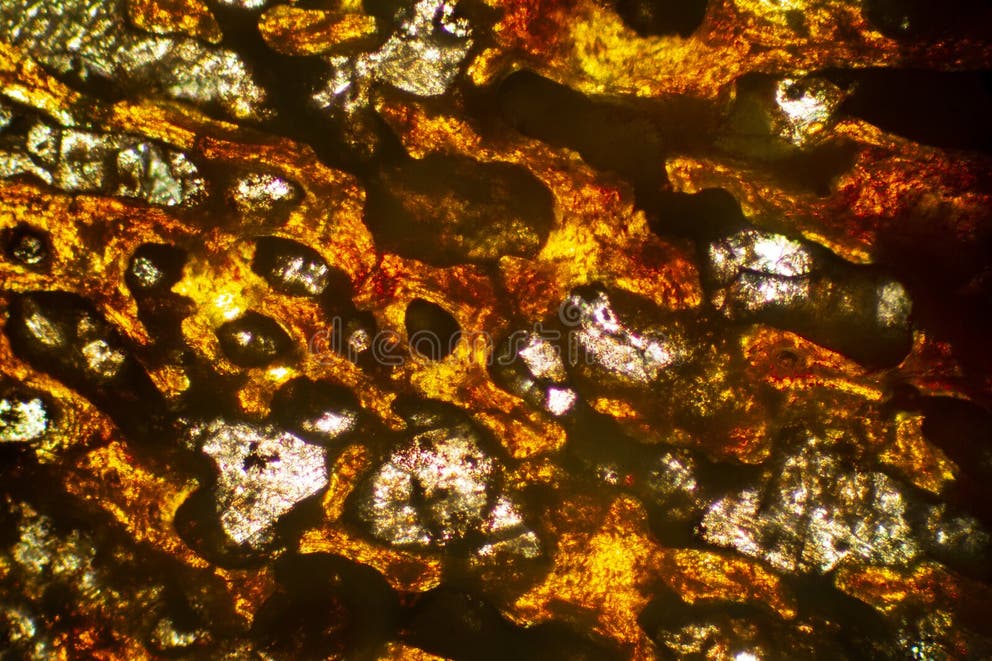 Abstract Micrograph of Fossil Bone, with Polarization at 100x Stock ...