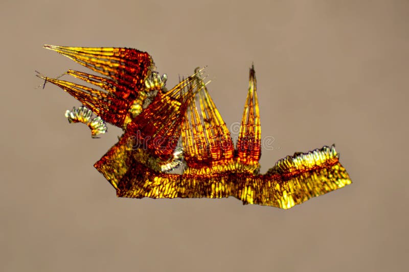 Annulus Cells Stock Photos - Free & Royalty-Free Stock Photos from ...