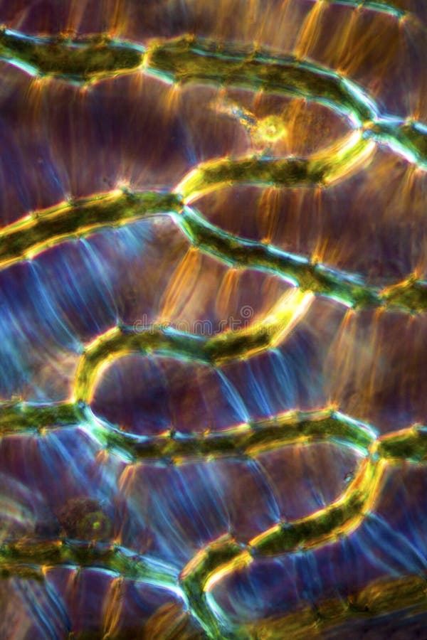 Abstract Micrograph of Living Cells in a Peat Moss Leaf. Stock Photo ...