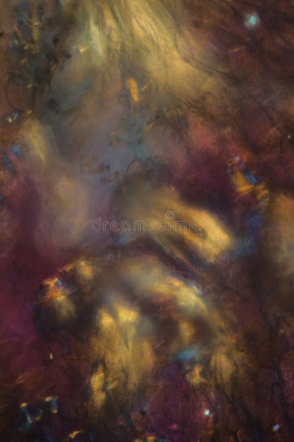 Abstract Micrograph of Parts of a Lily Flower Stock Image - Image of ...