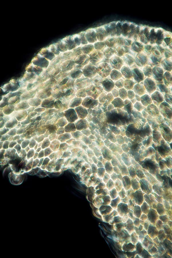 144 Parts Flower Anatomy Stock Photos - Free & Royalty-Free Stock ...