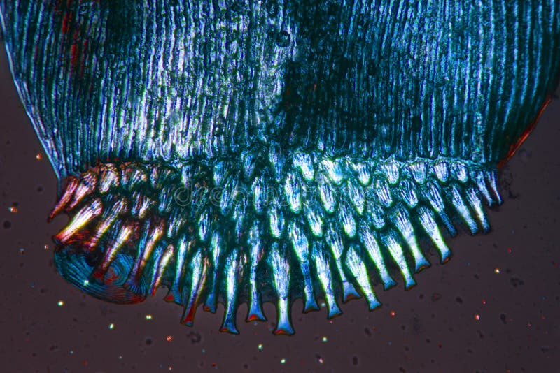 Abstract Micrograph of Patterns in a Scale from a Grouper Stock Image ...