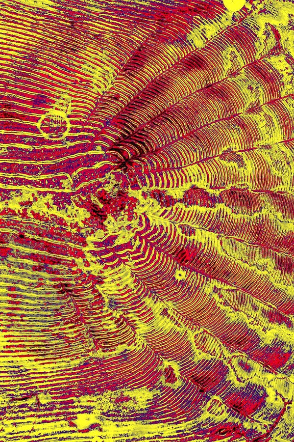 Abstract Micrograph of Patterns in a Scale from a Grouper Stock Image ...